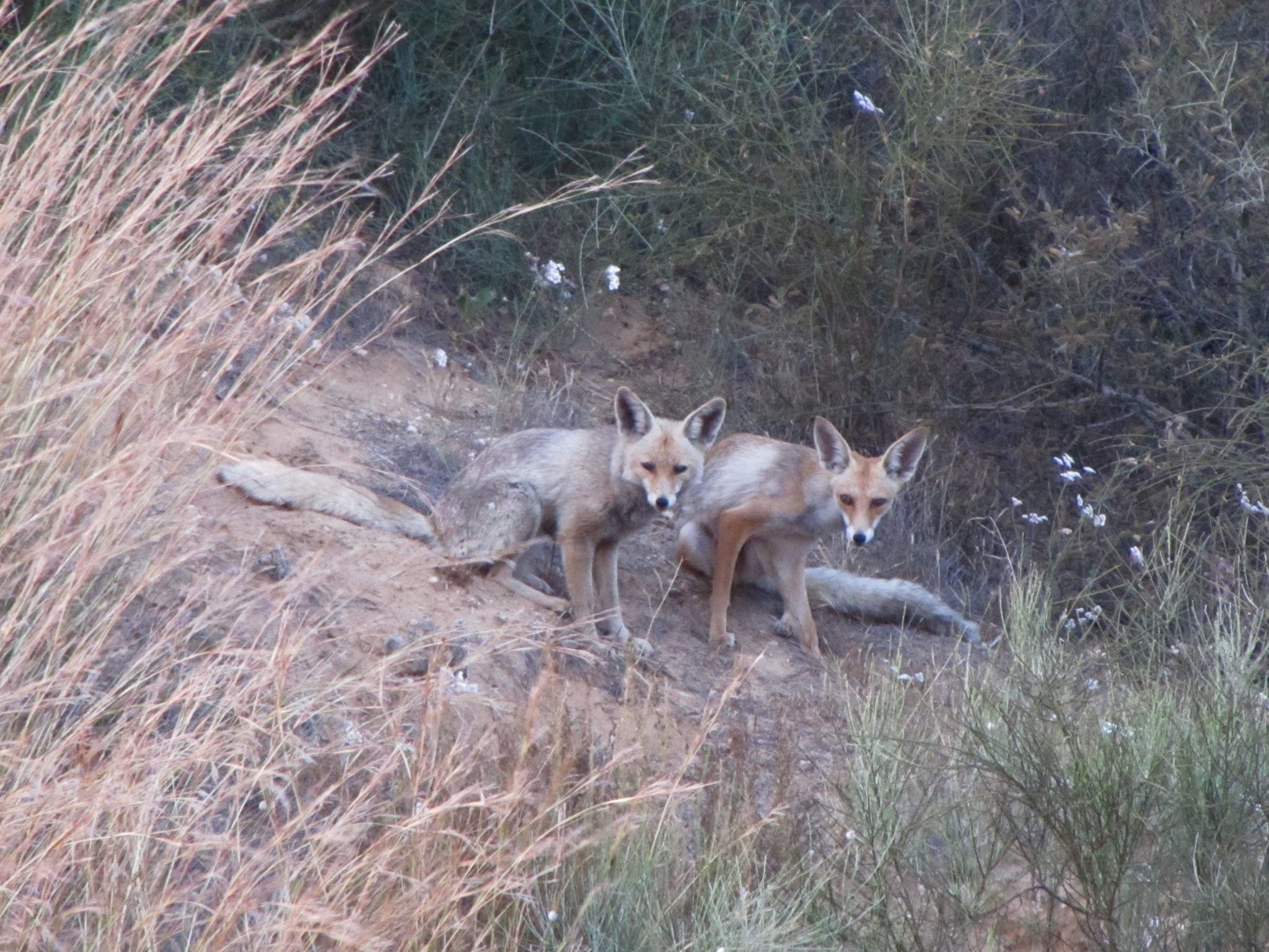 That Small-fry Herod Antipas, or When a Fox Is Not a Fox | Jerusalem ...