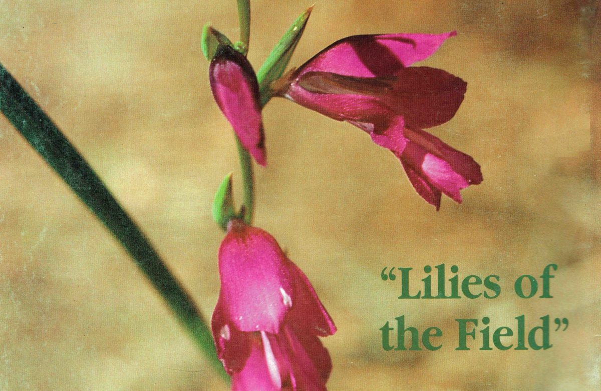 Lilies of the Field | Jerusalem Perspective